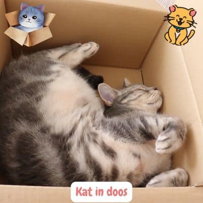 Kat in doos: Waarom Katten Zo Graag in Dozen Zitten [2024]